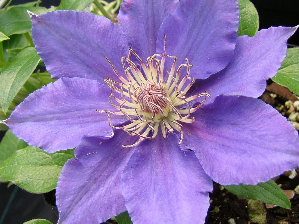 Clematis Bijou | Brushwood Nursery, Clematis Specialists