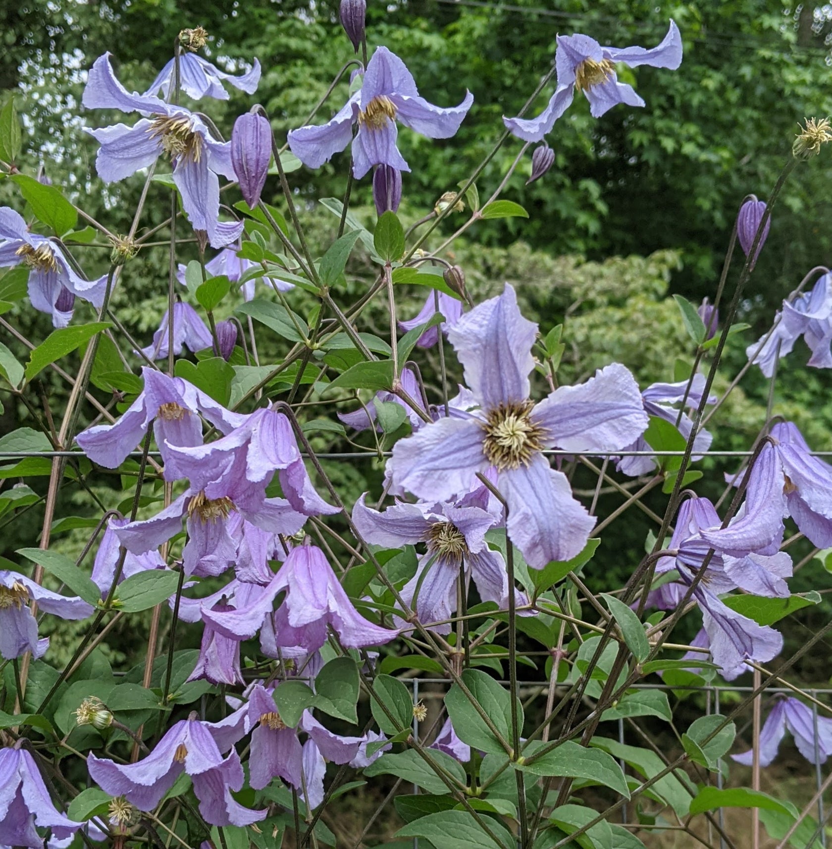 Clematis Blue Boy – Brushwood Nursery, Clematis Specialists