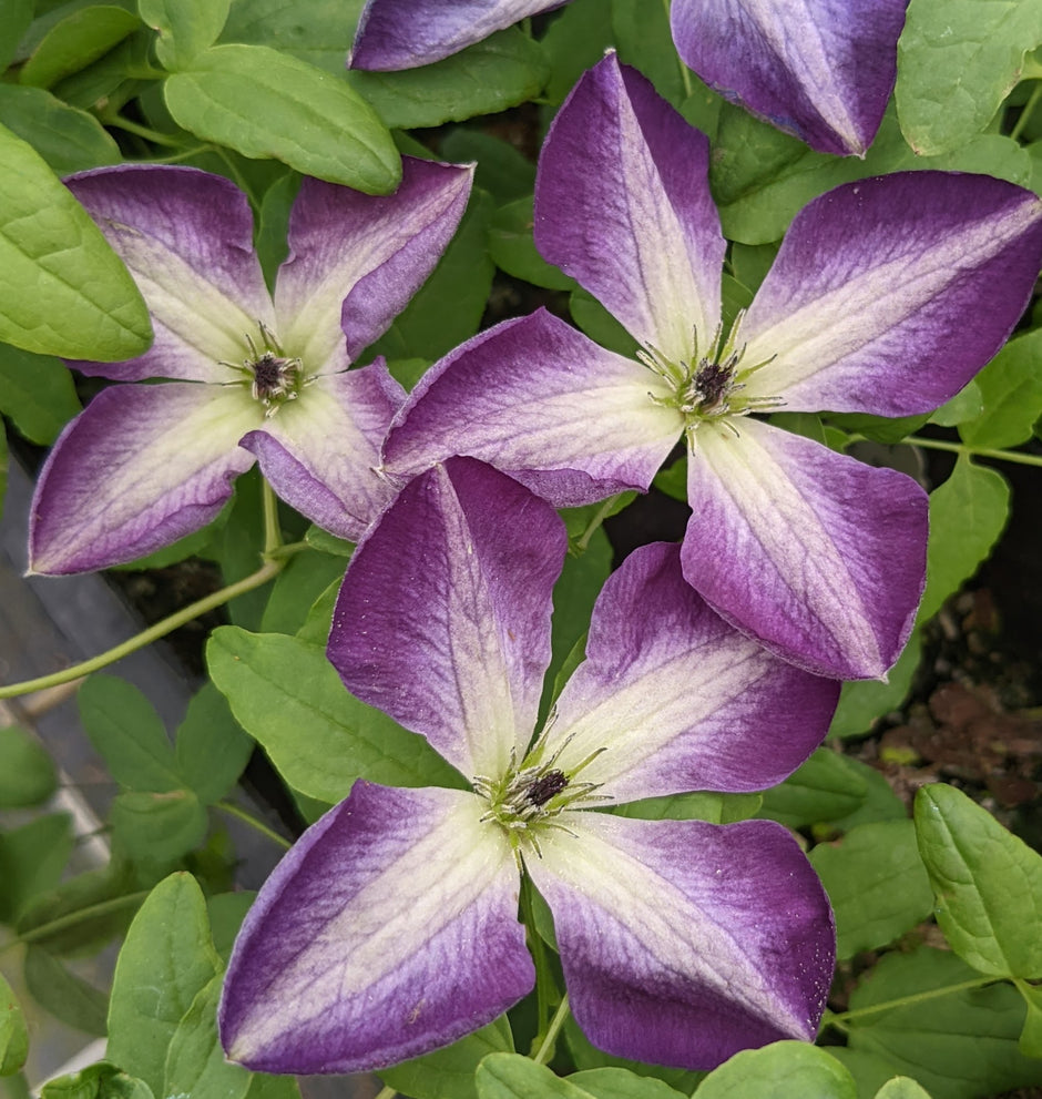 Clematis Pruning Types – tagged "Pruning 3" – Page 5 – Brushwood ...