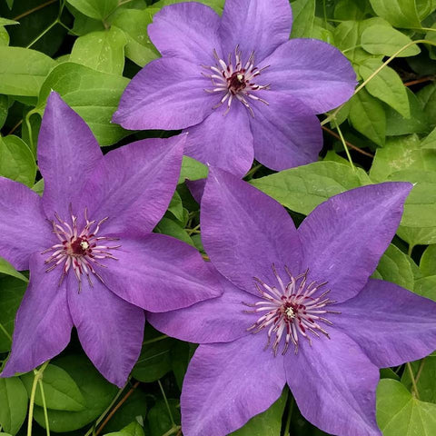 Large Flowered Clematis | Brushwood Nursery, Clematis Specialists