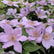 Clematis Filigree – Brushwood Nursery, Clematis Specialists