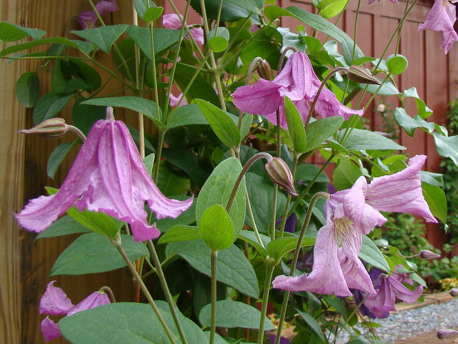 Non-Vining Clematis – Brushwood Nursery, Clematis Specialists