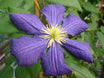 Clematis Jorma – Brushwood Nursery, Clematis Specialists