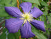 Clematis Jorma – Brushwood Nursery, Clematis Specialists