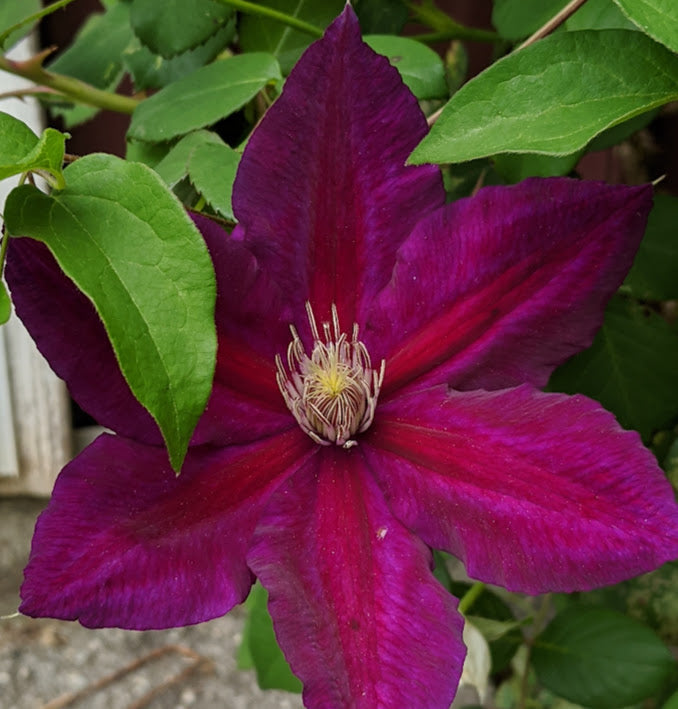 Clematis Varieties