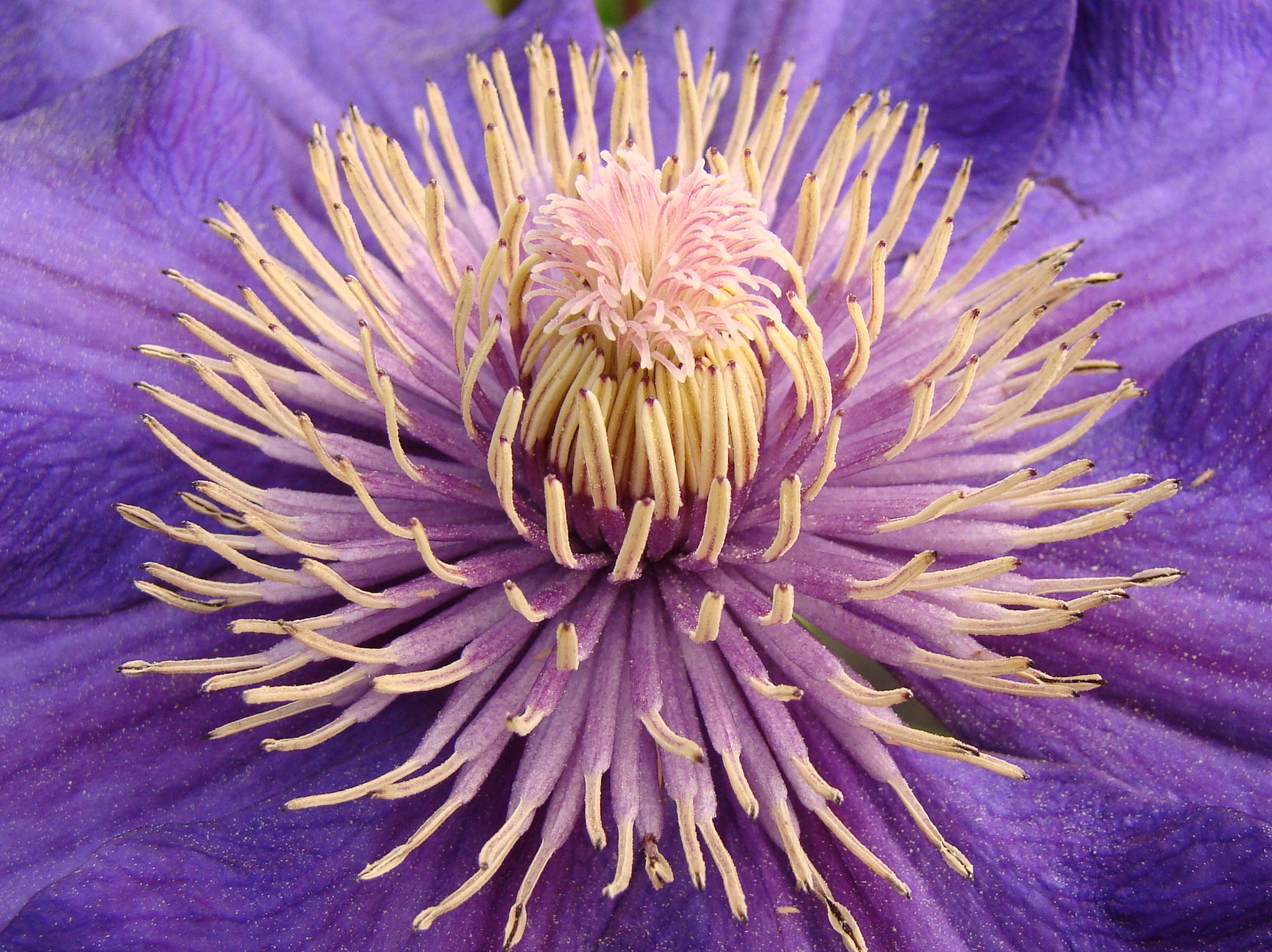 Clematis Kjell – Brushwood Nursery, Clematis Specialists