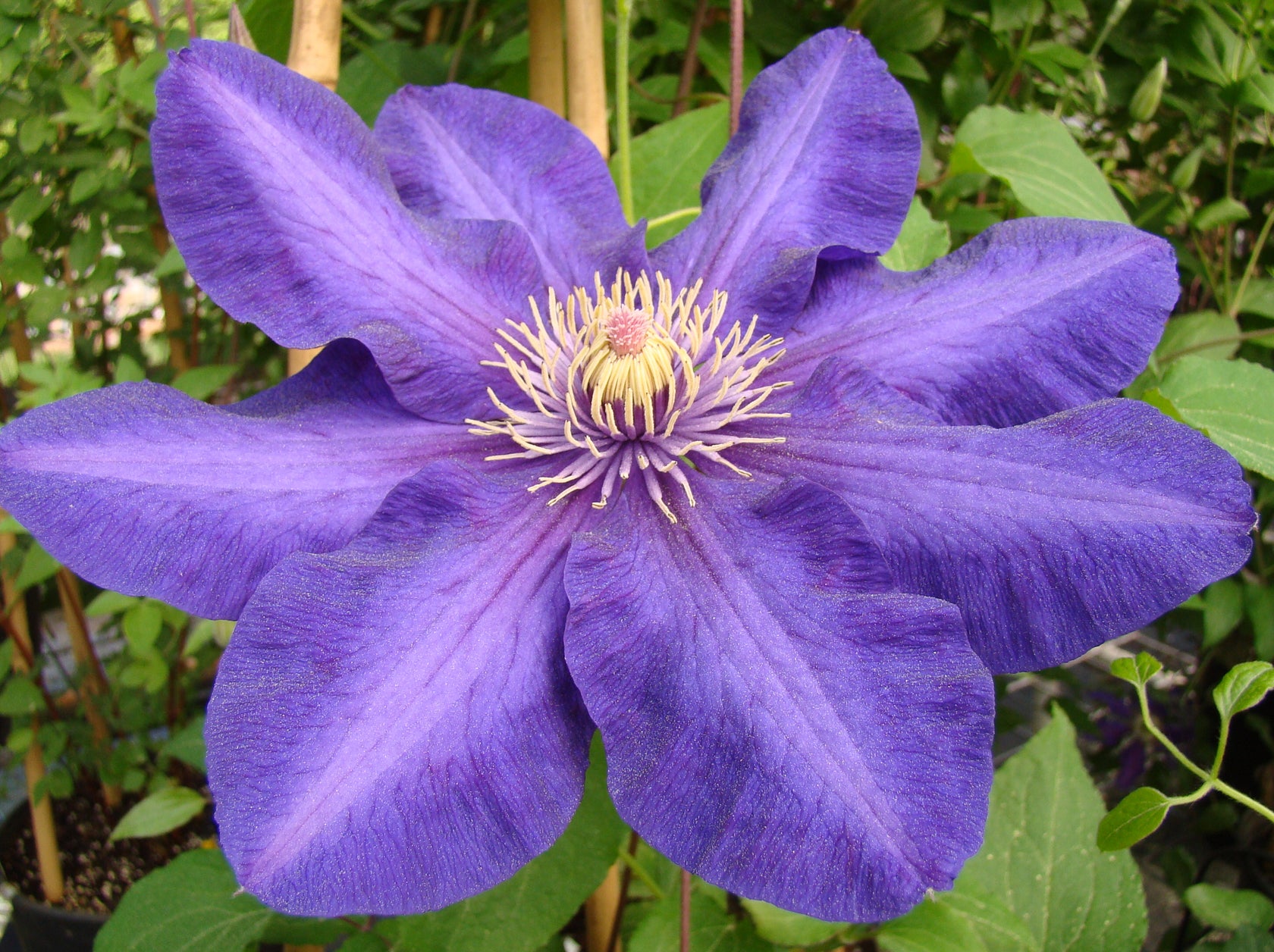 Clematis Kjell – Brushwood Nursery, Clematis Specialists
