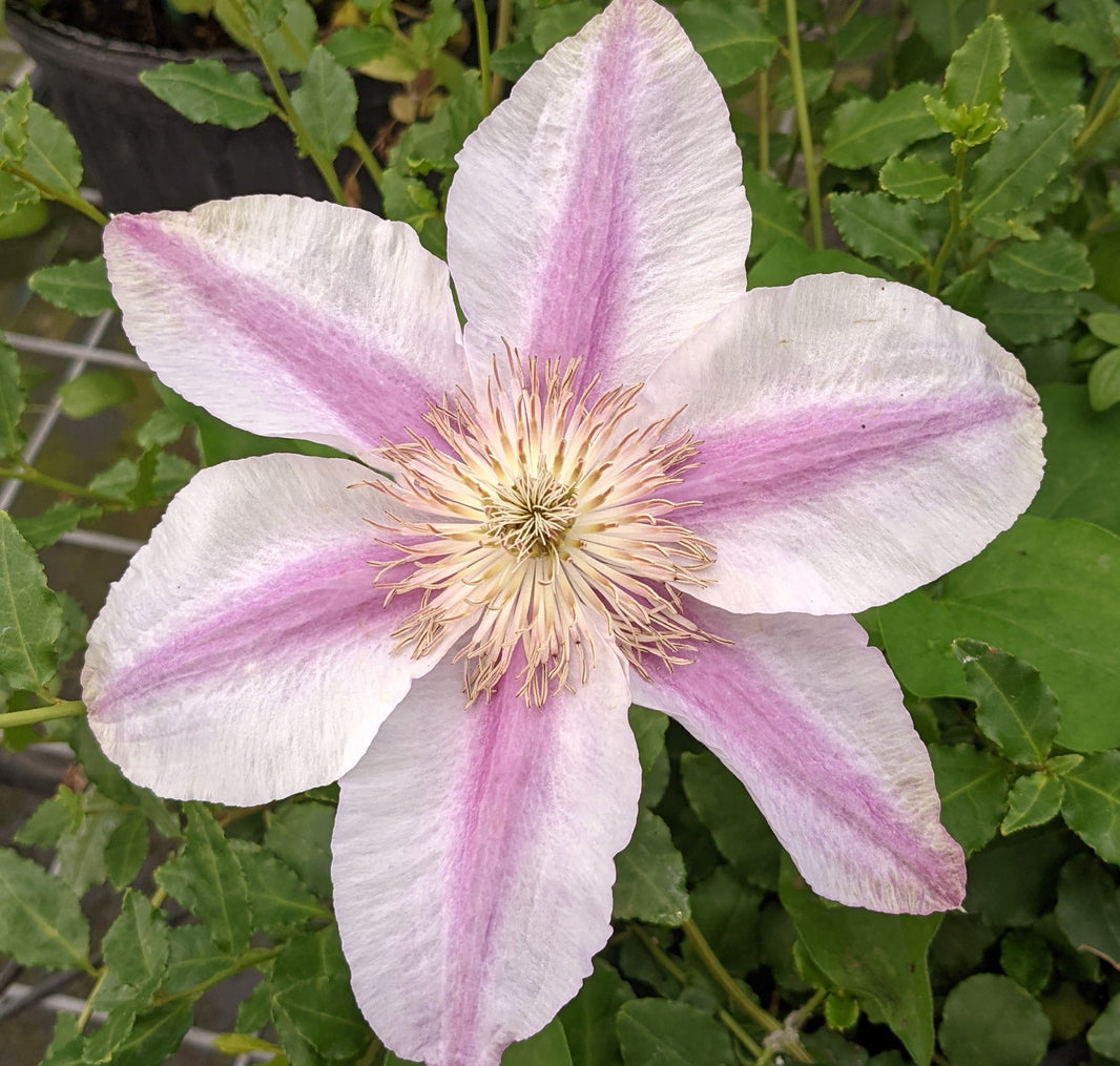 Large Flowered Clematis – Page 3 – Brushwood Nursery, Clematis Specialists