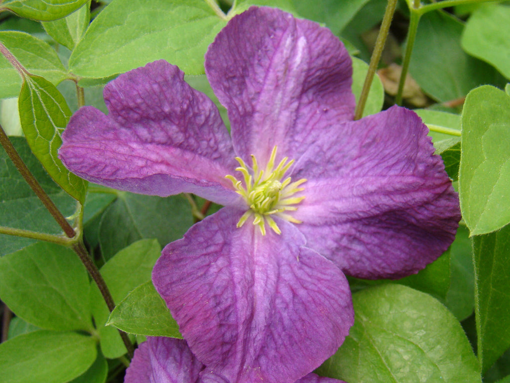 Clematis viticella Little Butterfly | Brushwood Nursery, Clematis ...