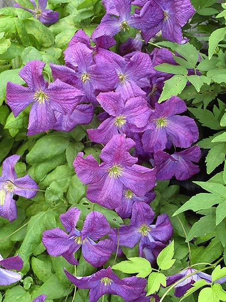Clematis viticella Little Butterfly – Brushwood Nursery, Clematis ...