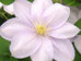Clematis Louise Rowe – Brushwood Nursery, Clematis Specialists