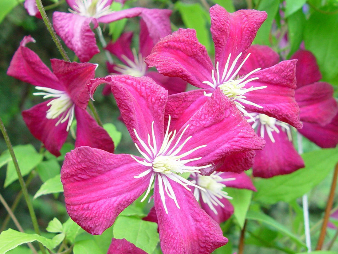 Clematis Madame Julia Correvon – Brushwood Nursery, Clematis Specialists