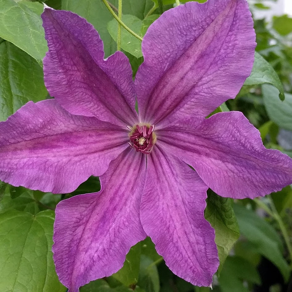 Large Flowered Clematis – Page 3 – Brushwood Nursery, Clematis Specialists