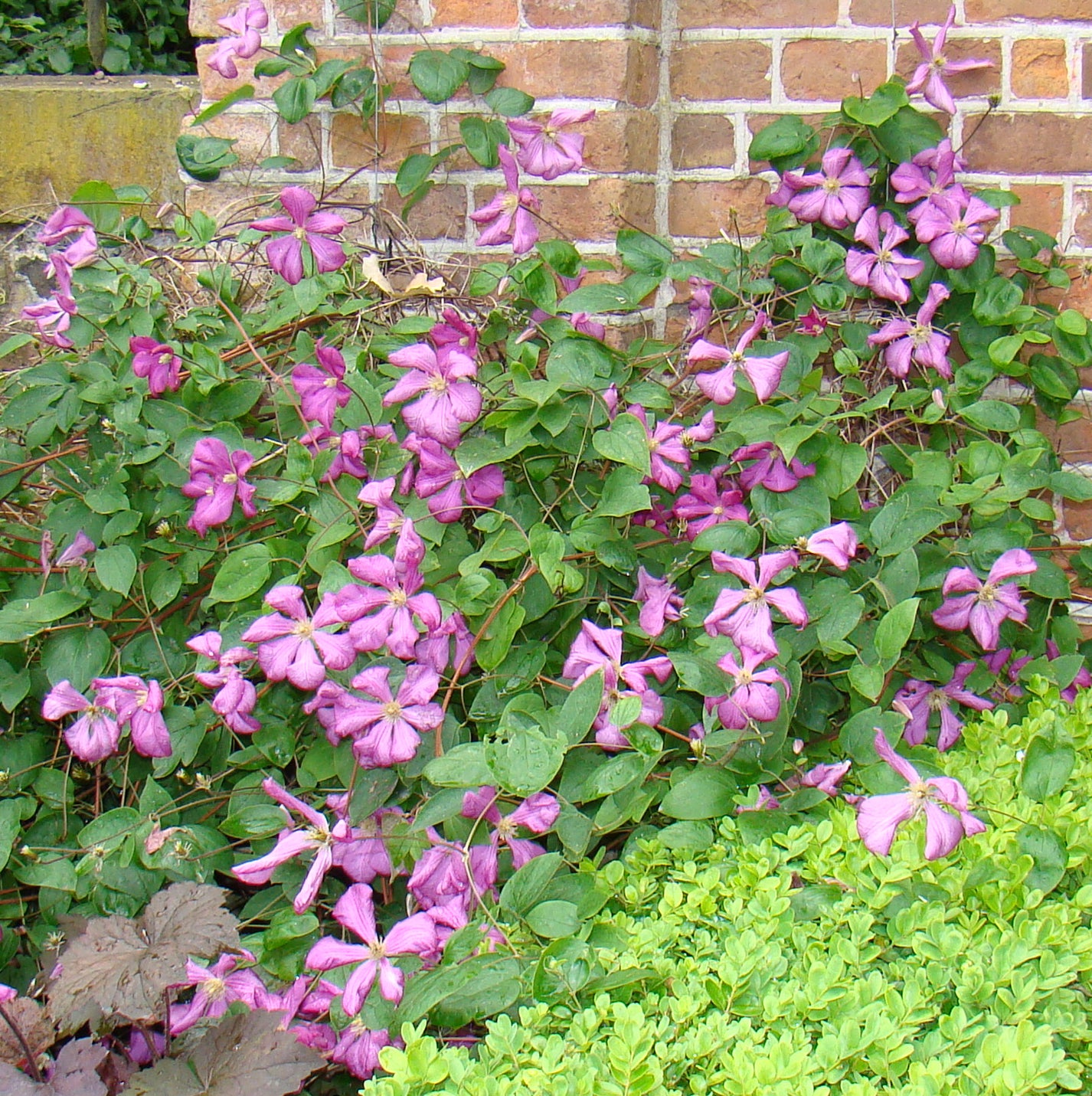 Clematis Margot Koster – Brushwood Nursery, Clematis Specialists