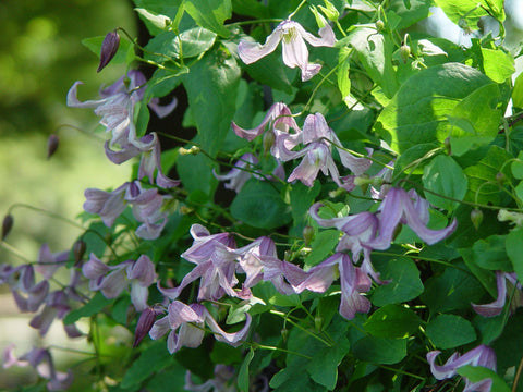 In Stock Now | Brushwood Nursery, Clematis Specialists