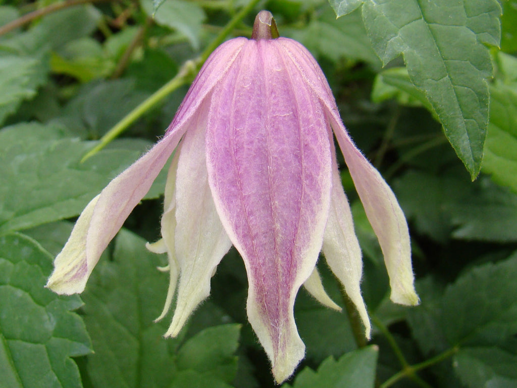 Clematis Propertius | Brushwood Nursery, Clematis Specialists