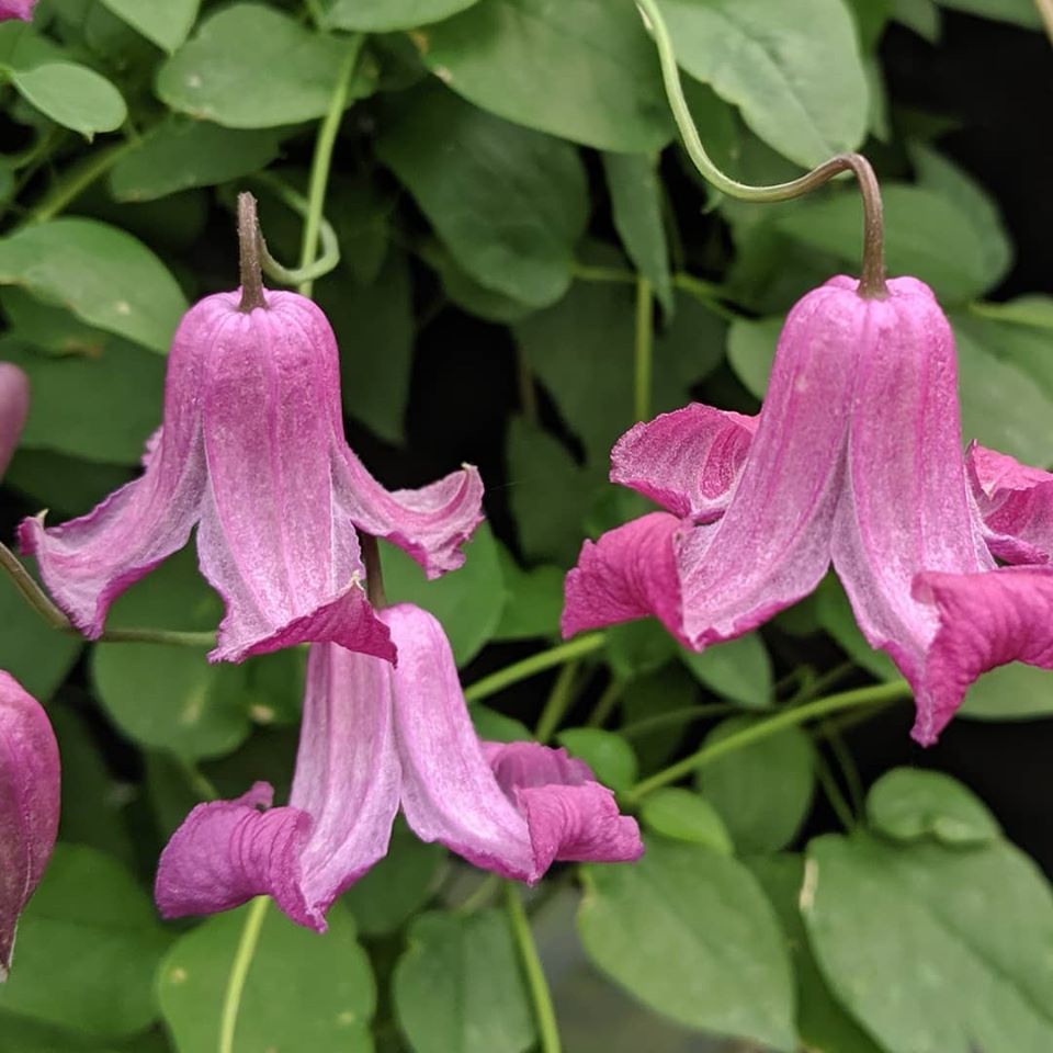 Clematis Queen Mother | Brushwood Nursery, Clematis Specialists