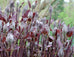 Clematis recta Serious Black – Brushwood Nursery, Clematis Specialists