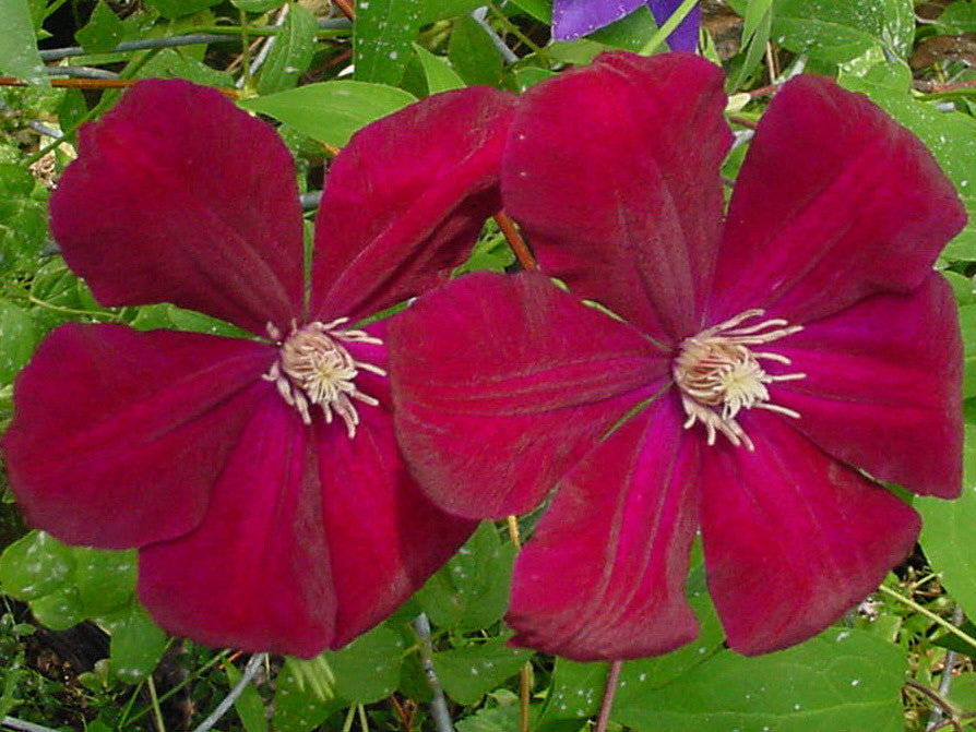 Rouge Cardinal Clematis Vine