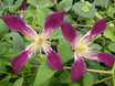 Clematis texensis Ruby Wedding – Brushwood Nursery, Clematis Specialists