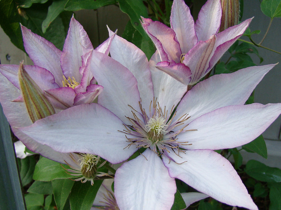 Large Flowered Clematis – Page 3 – Brushwood Nursery, Clematis Specialists
