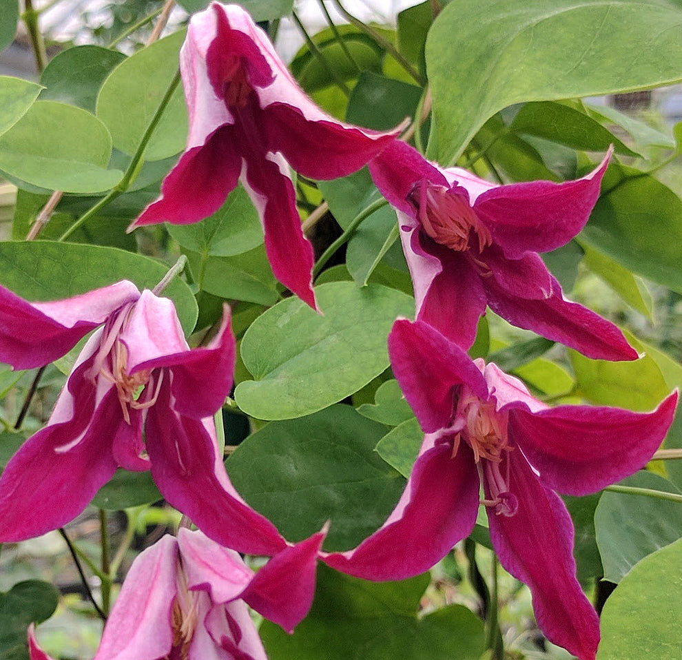 Clematis texensis Sir Trevor Lawrence – Brushwood Nursery, Clematis ...
