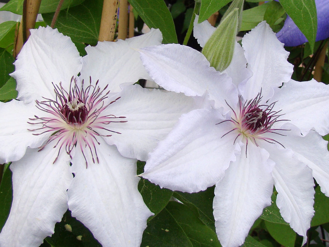 Large Flowered Clematis – Page 6 – Brushwood Nursery, Clematis Specialists