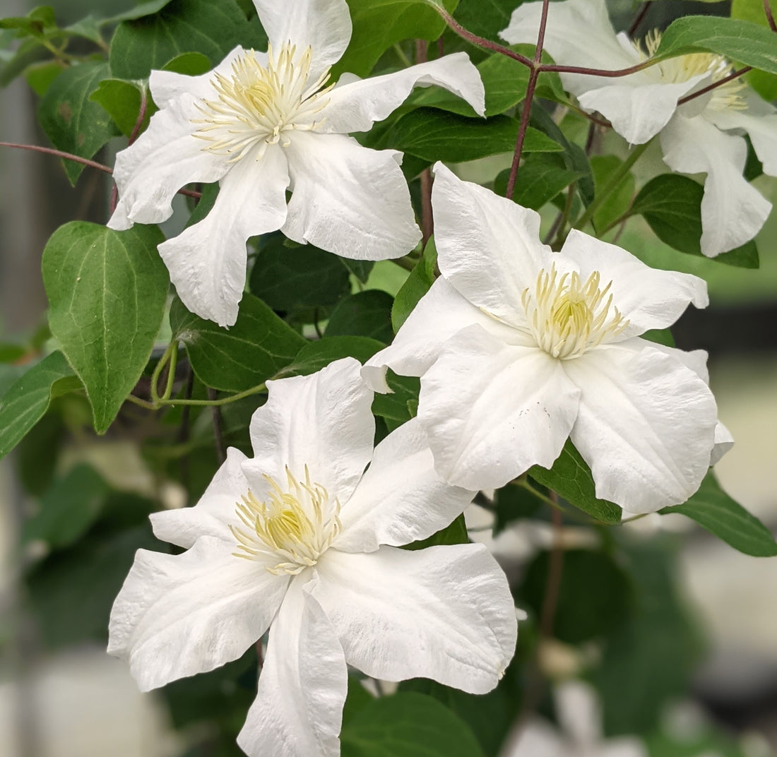 Clematis Sylvia Denny – Brushwood Nursery, Clematis Specialists