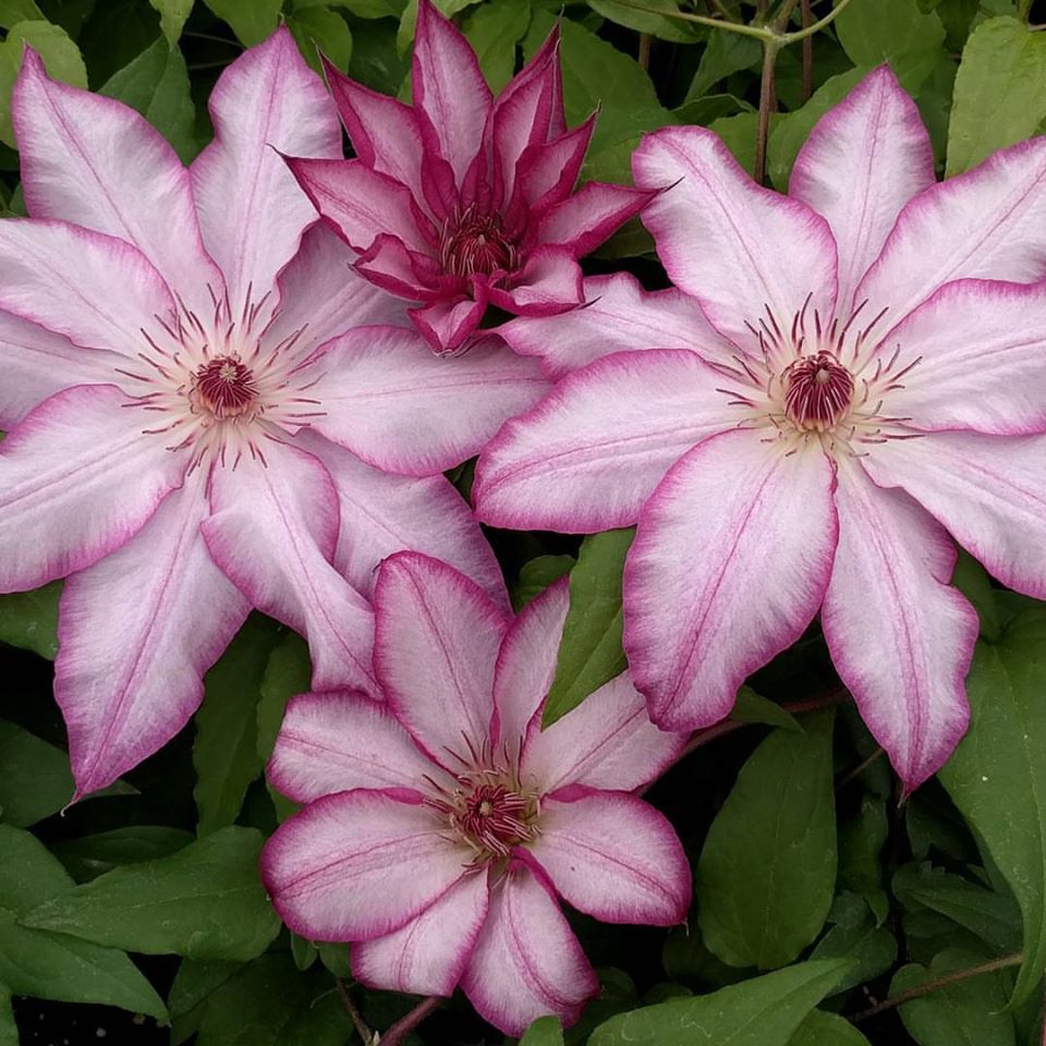 Clematis Tae | Brushwood Nursery, Clematis Specialists
