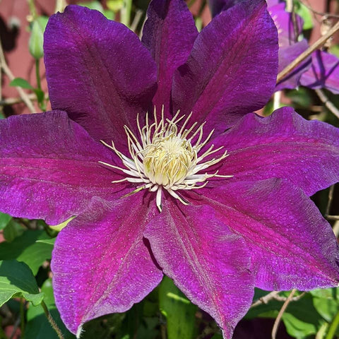Large Flowered Clematis | Brushwood Nursery, Clematis Specialists