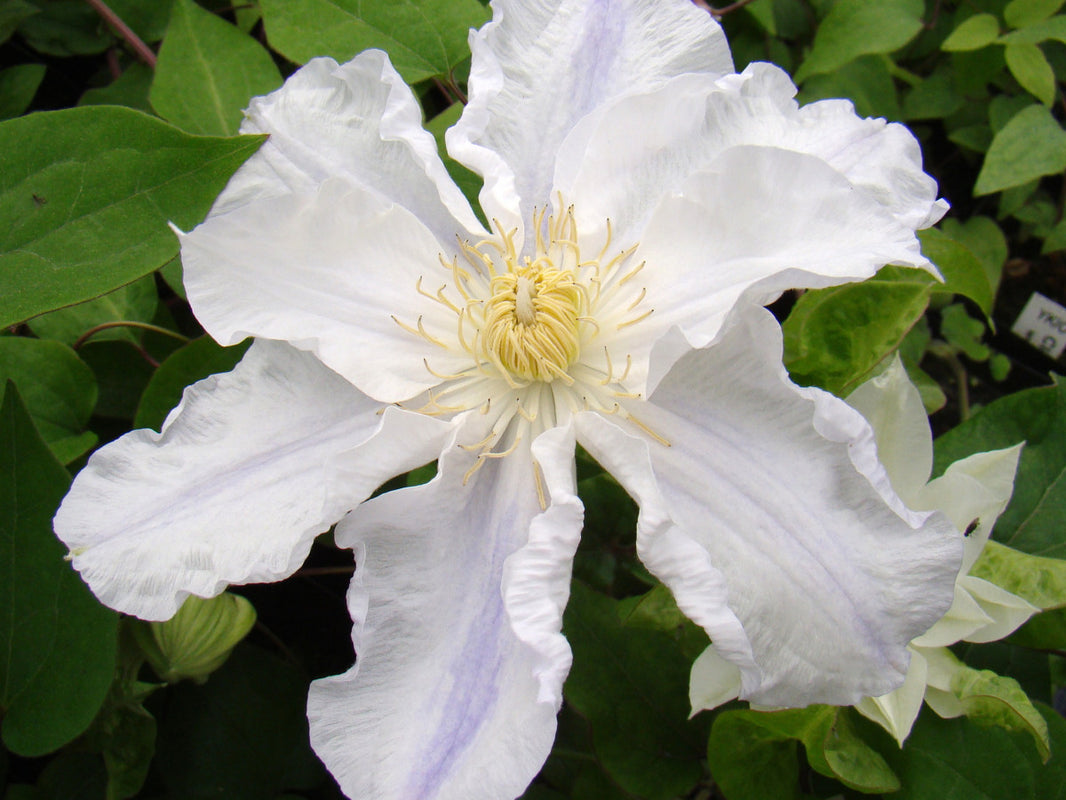 Large Flowered Clematis – Page 7 – Brushwood Nursery, Clematis Specialists