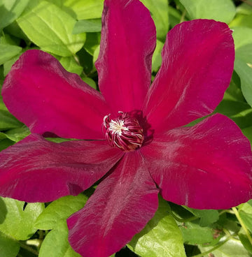 Large Flowered Clematis – Page 3 – Brushwood Nursery, Clematis Specialists