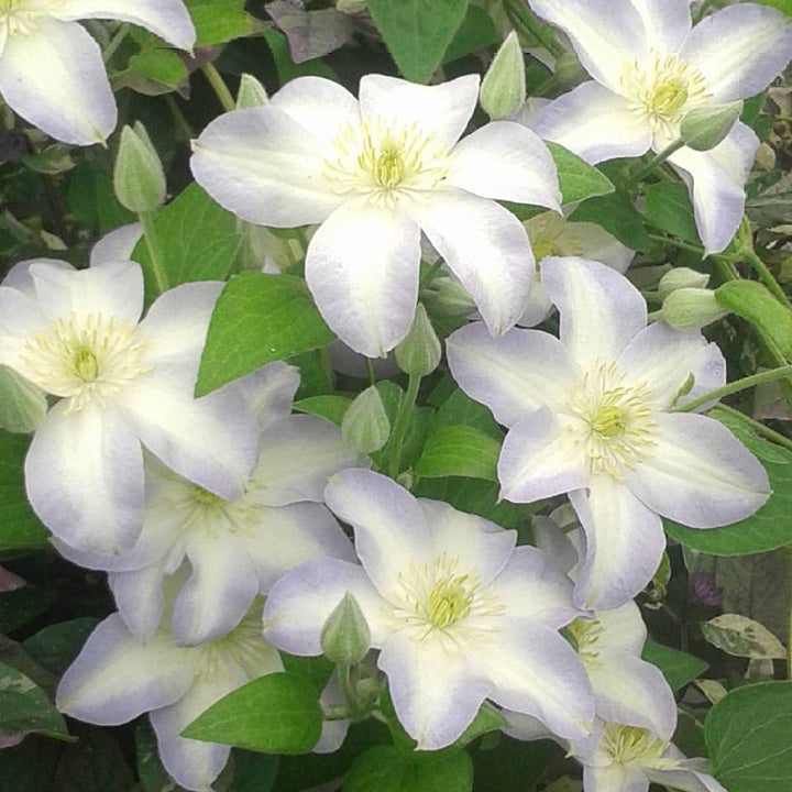 Large Flowered Clematis – Page 11 – Brushwood Nursery, Clematis Specialists