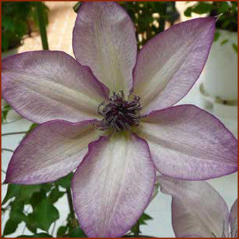 Clematis Utopia – Brushwood Nursery, Clematis Specialists