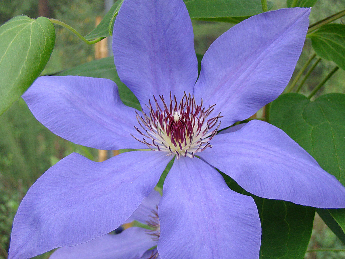 Clematis Violet Charm – Brushwood Nursery, Clematis Specialists